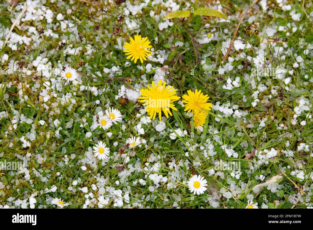hail stones around dandelion flowers in spring - Scotland, UK Stock ...