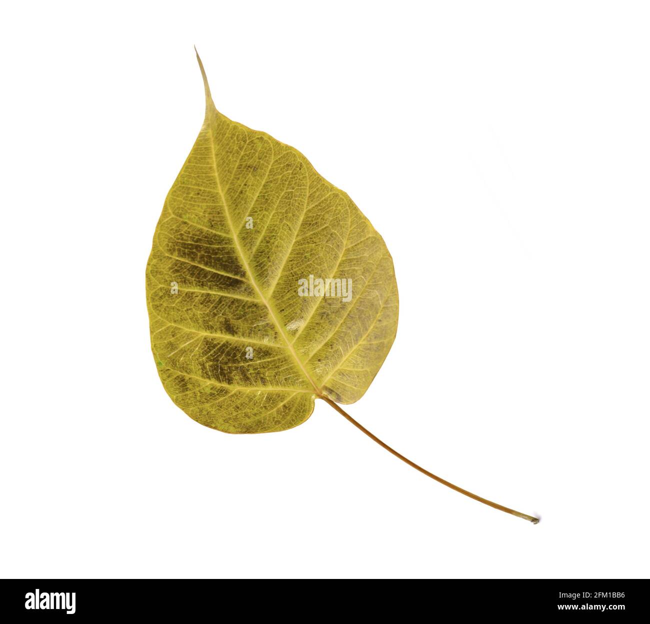 Bo leaf isolated on white background Stock Photo - Alamy
