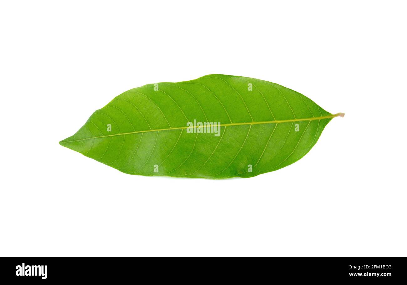 Longan leaves isolated on white background Stock Photo - Alamy