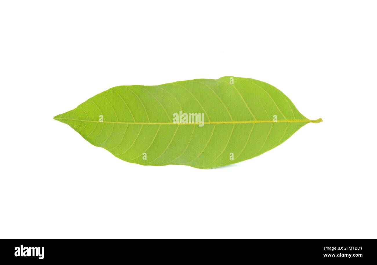 Longan leaves isolated on white background Stock Photo - Alamy