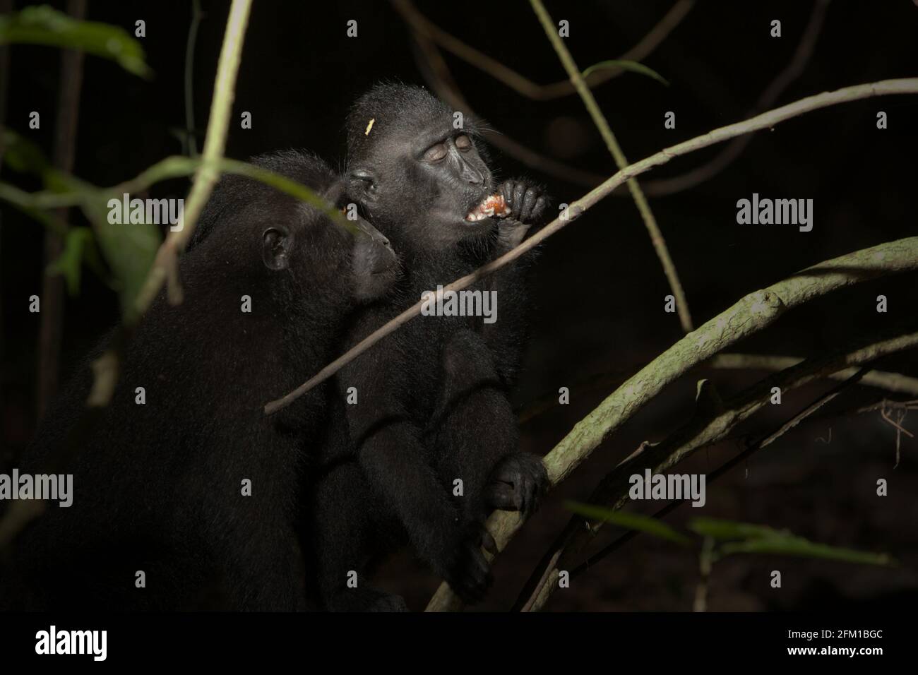 Macaque food pouch hi-res stock photography and images - Alamy