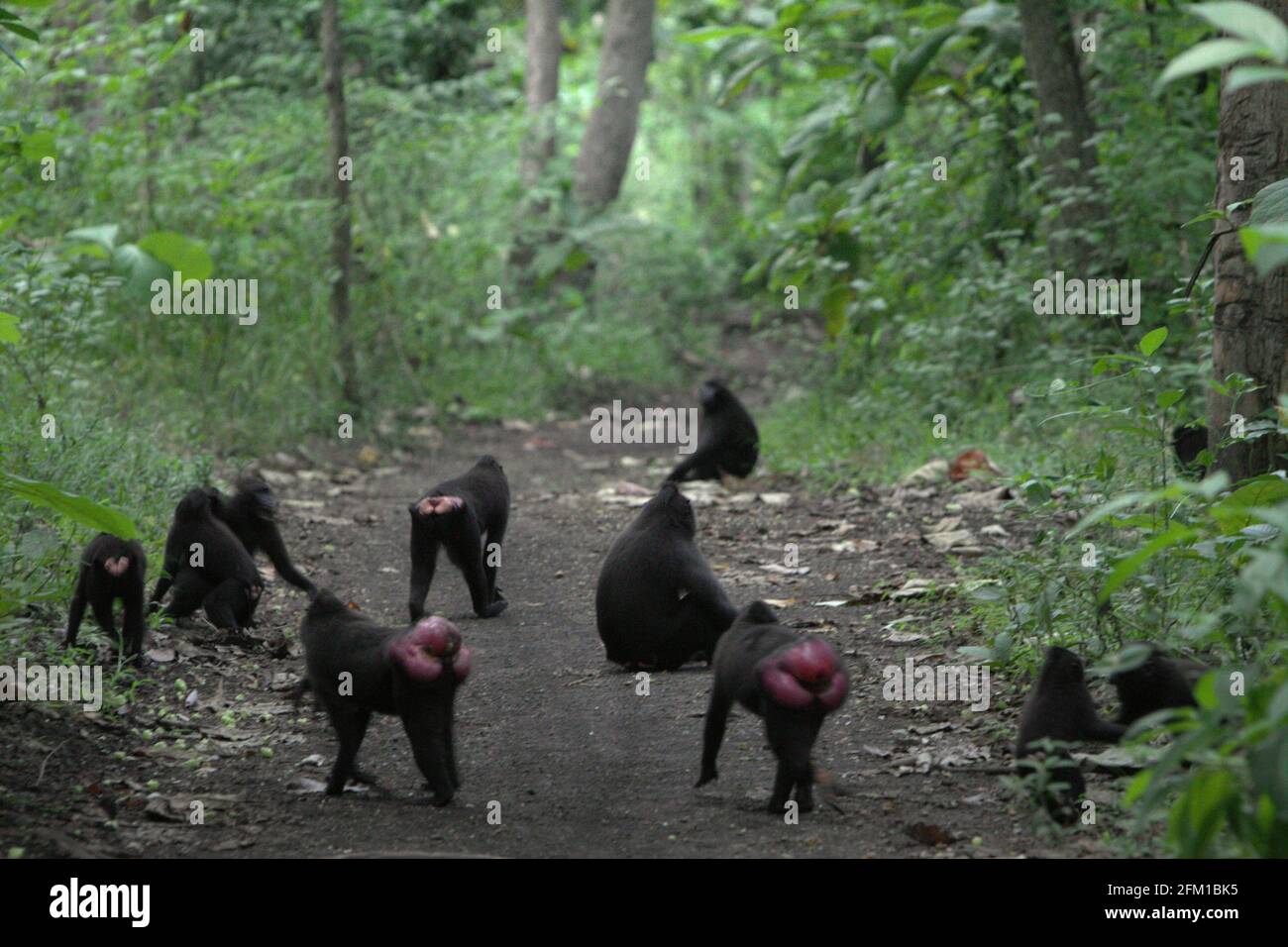 Foraging journal hi-res stock photography and images - Alamy