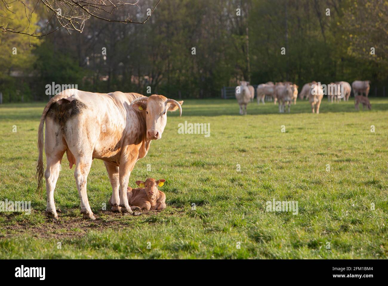 cows and calf in spring meadow with blossoming trees under blue sky ...