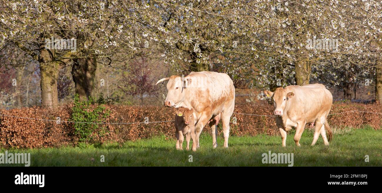 cows and calf in spring meadow with blossoming trees under blue sky ...