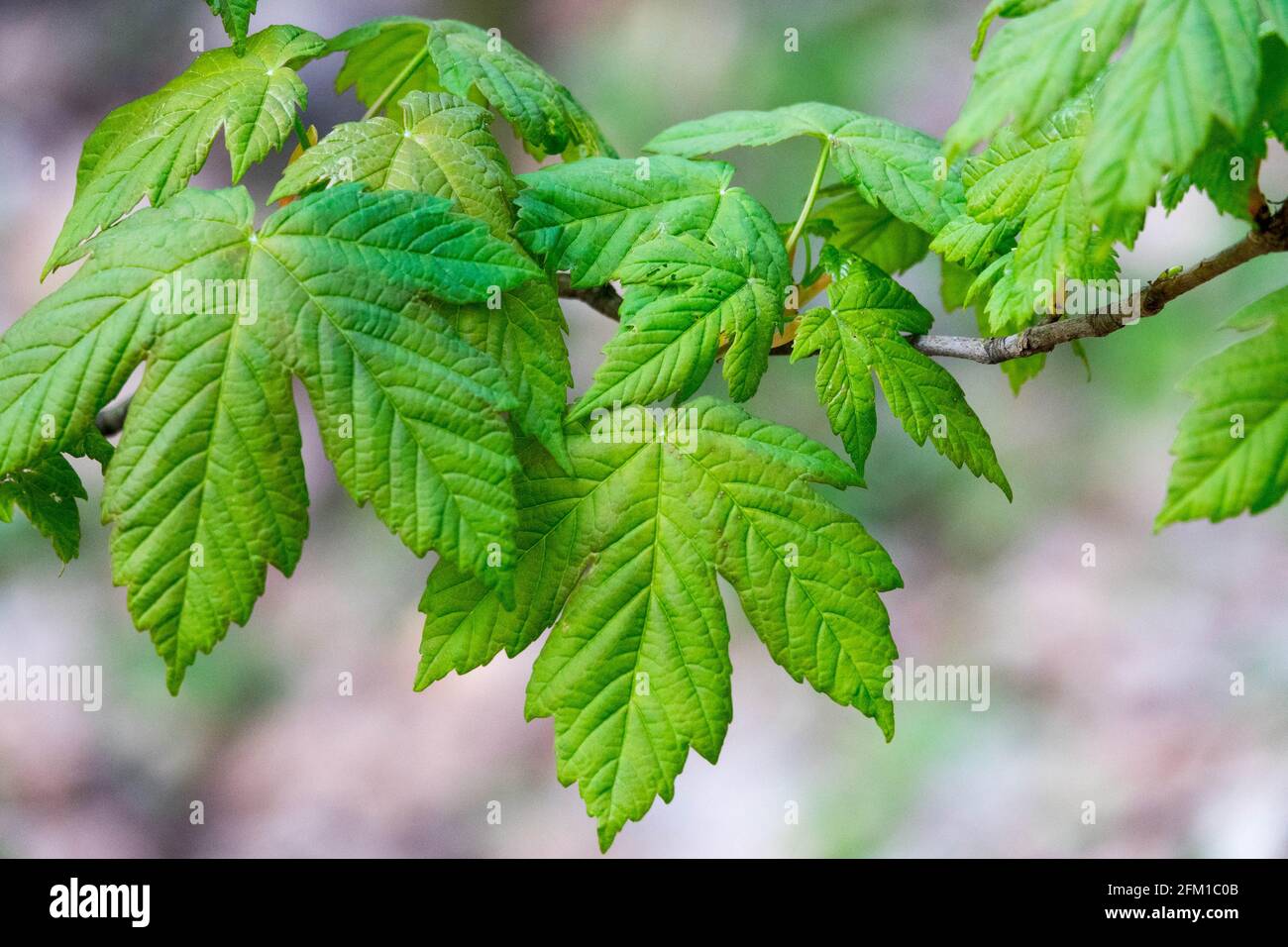 Norway maple leaves Acer platanoides foliage Stock Photo - Alamy