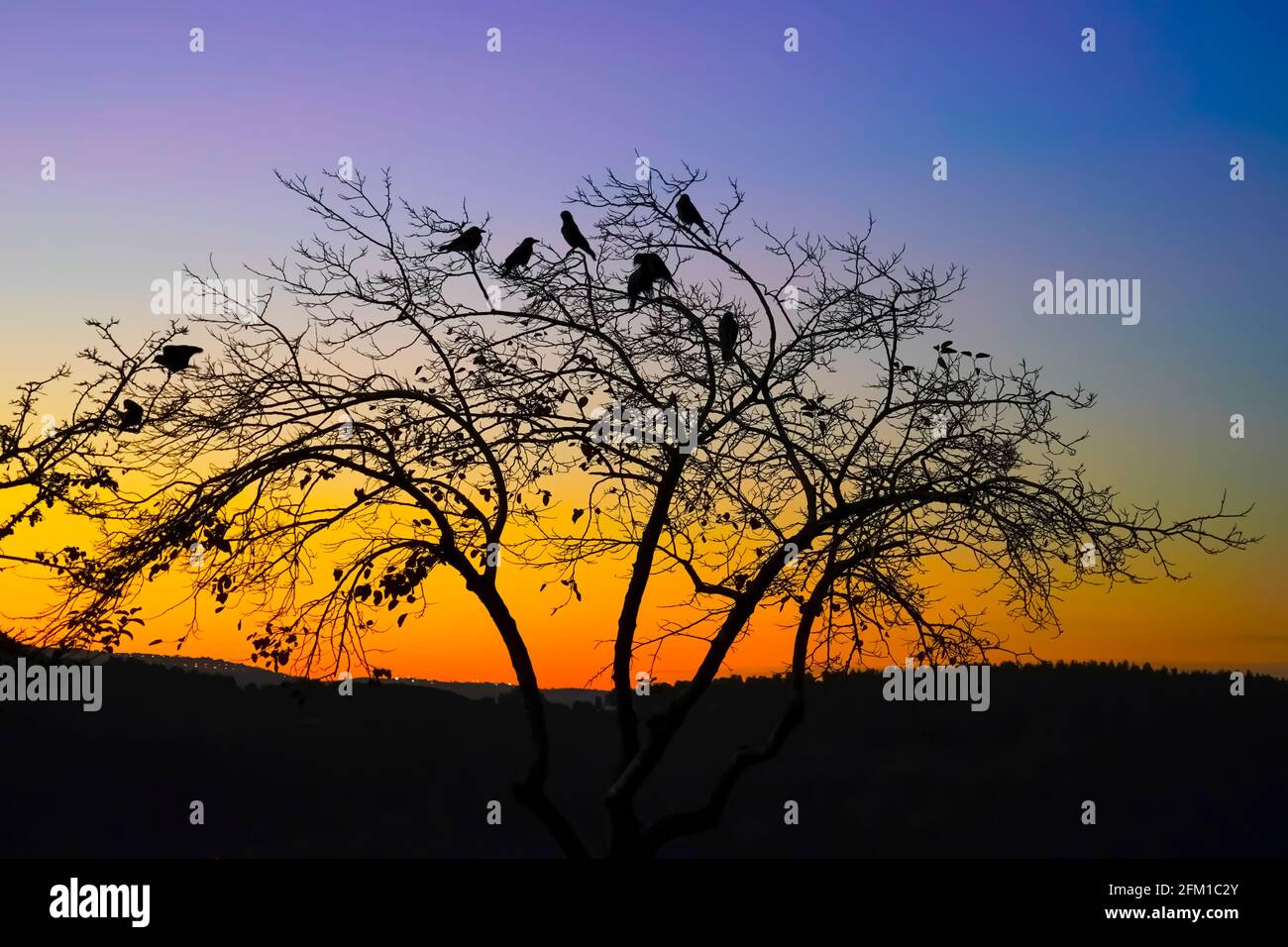 Sunset tree with birds hi-res stock photography and images - Alamy
