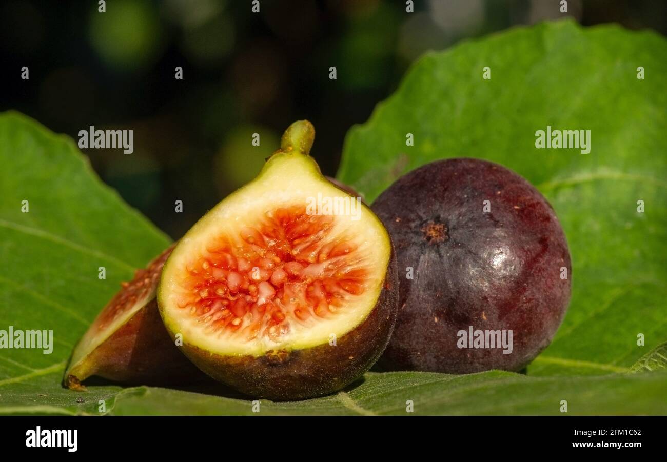 Close up of fresh ripe Tin fruits, Fig fruits, in shallow focus. The ...