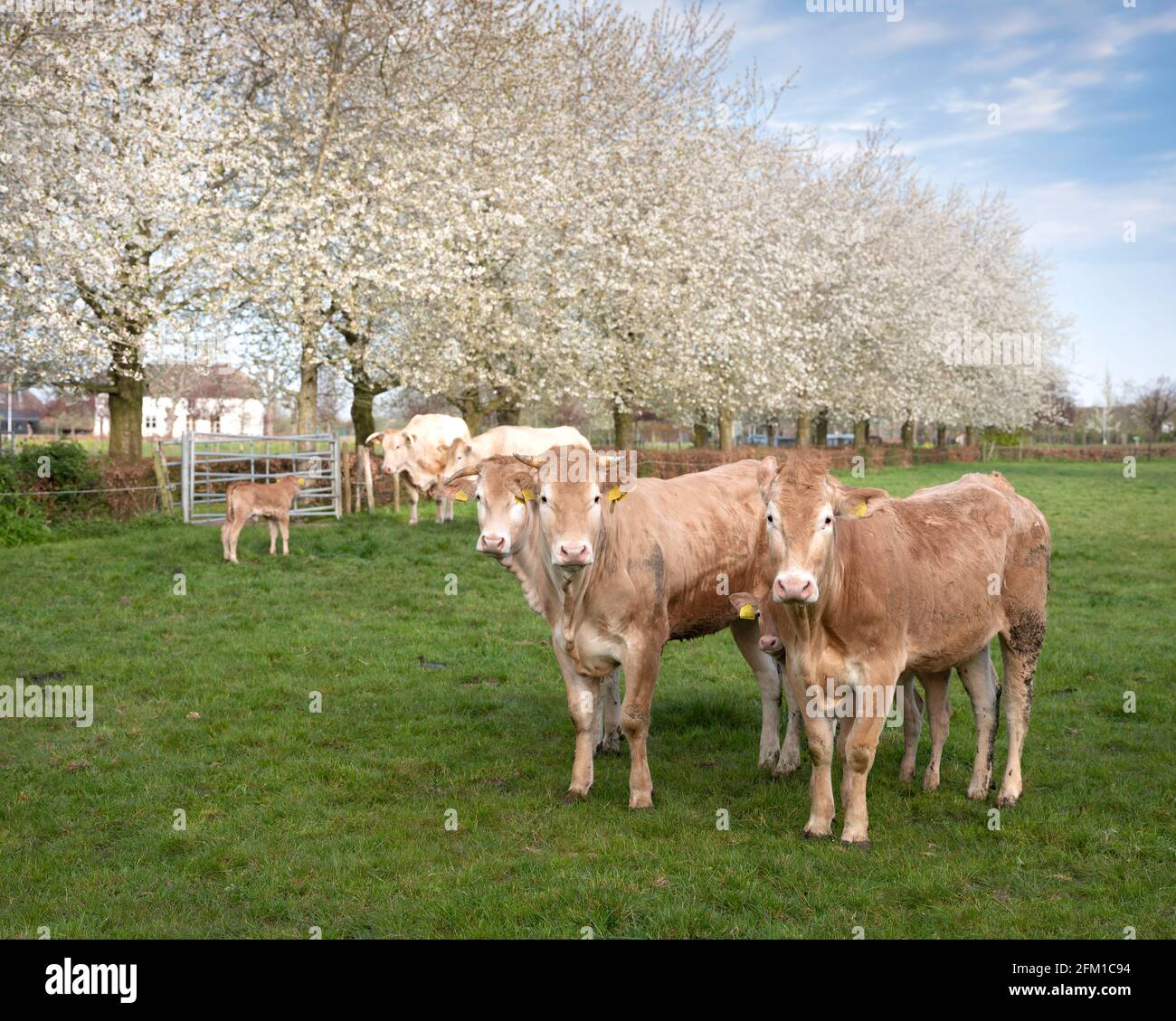 cows and calf in spring meadow with blossoming trees under blue sky ...