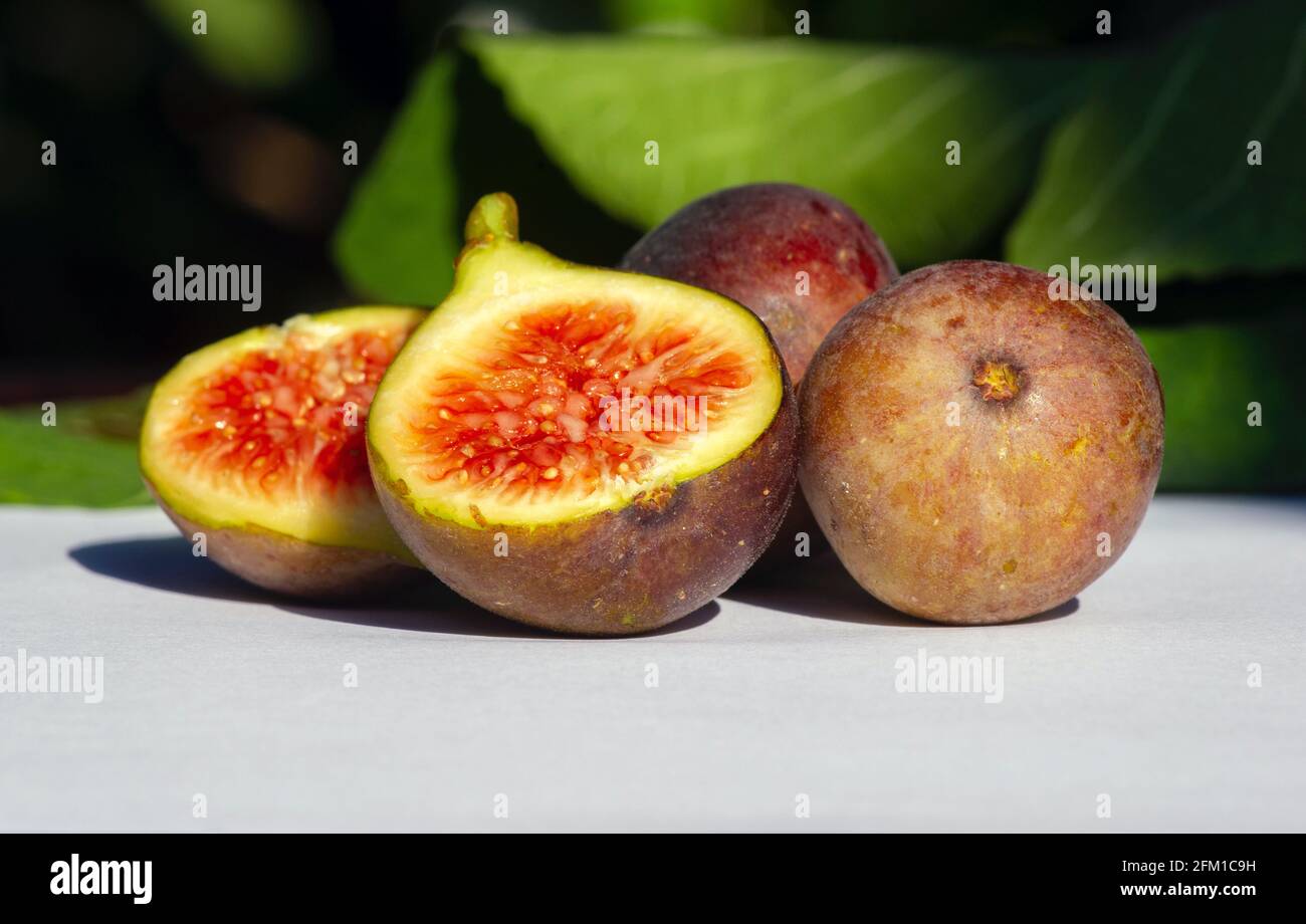 Close up of fresh ripe Tin fruits, Fig fruits, in shallow focus. The ...