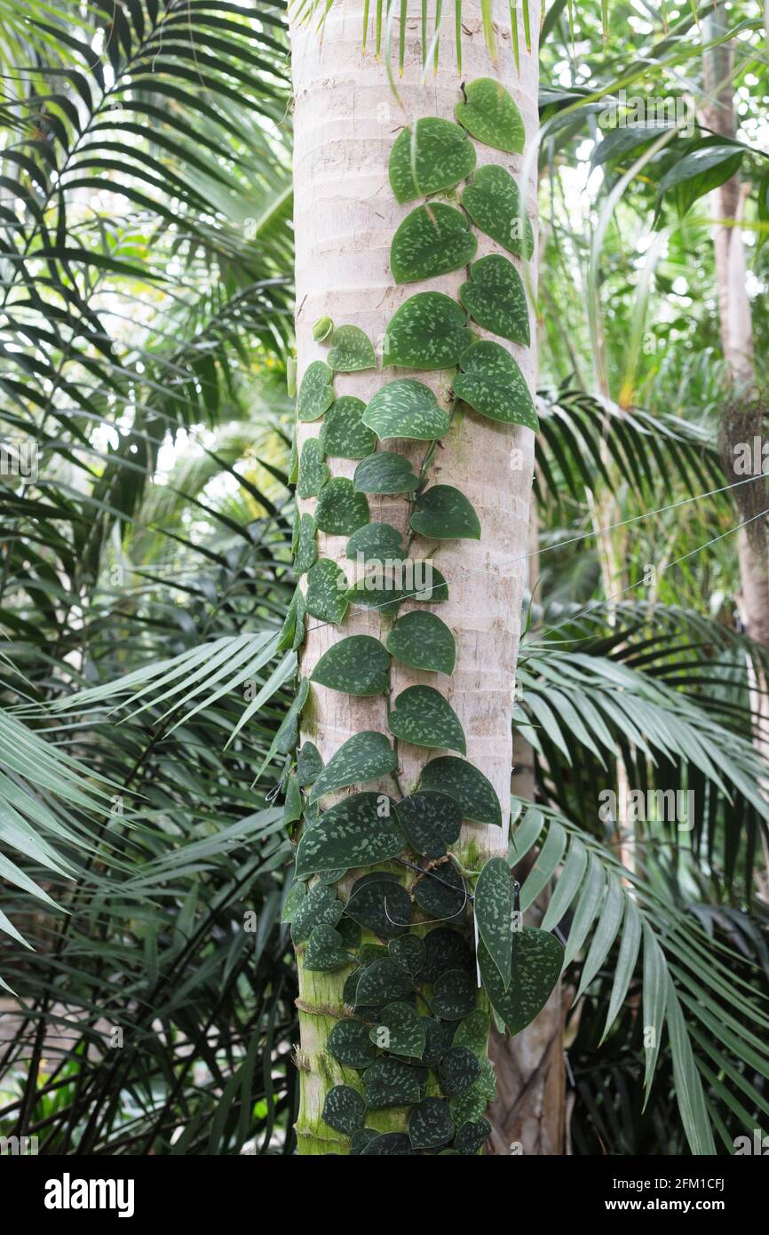 Scindapsus pictus - satin pothos vine, climbing up a tree Stock Photo ...