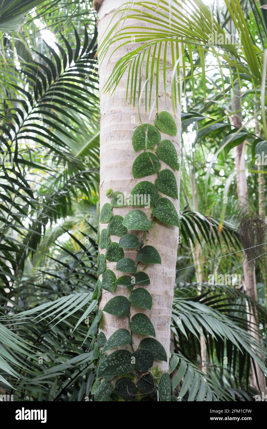 Scindapsus pictus - satin pothos vine, climbing up a tree Stock Photo ...