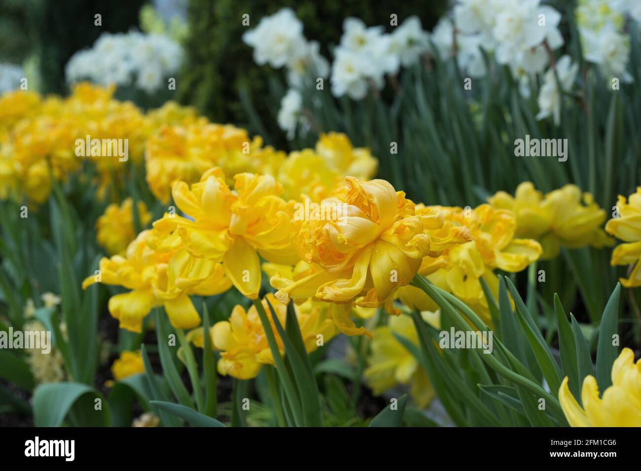 Tulip 'Limousine' flowers Stock Photo - Alamy