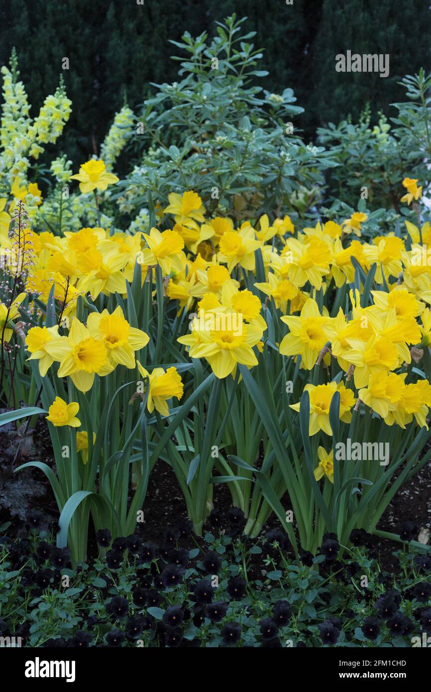 Daffodil 'Marieke' and viola 'black delight' together in a flower bed ...