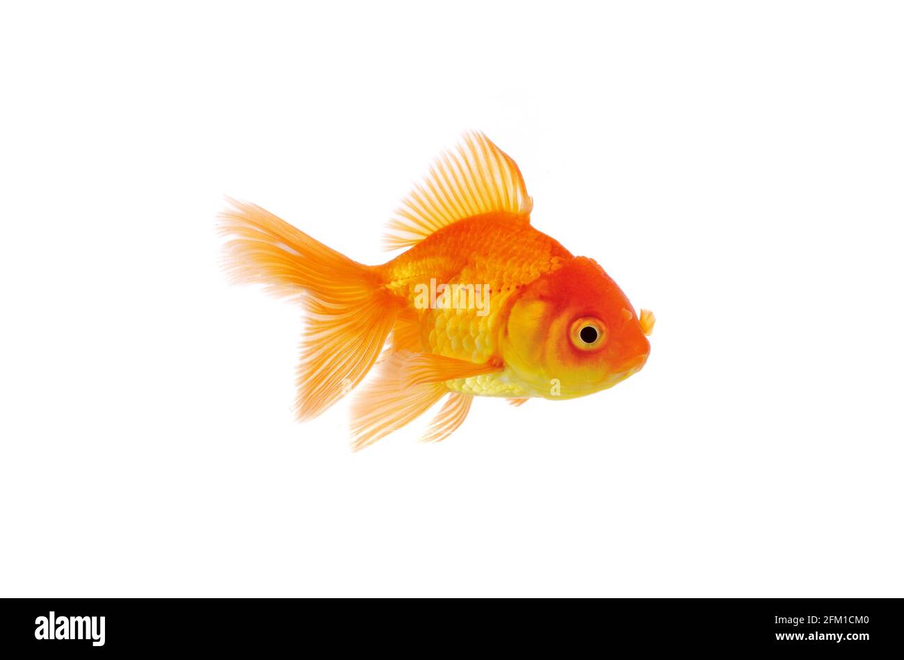 goldfish isolated on white background Stock Photo - Alamy