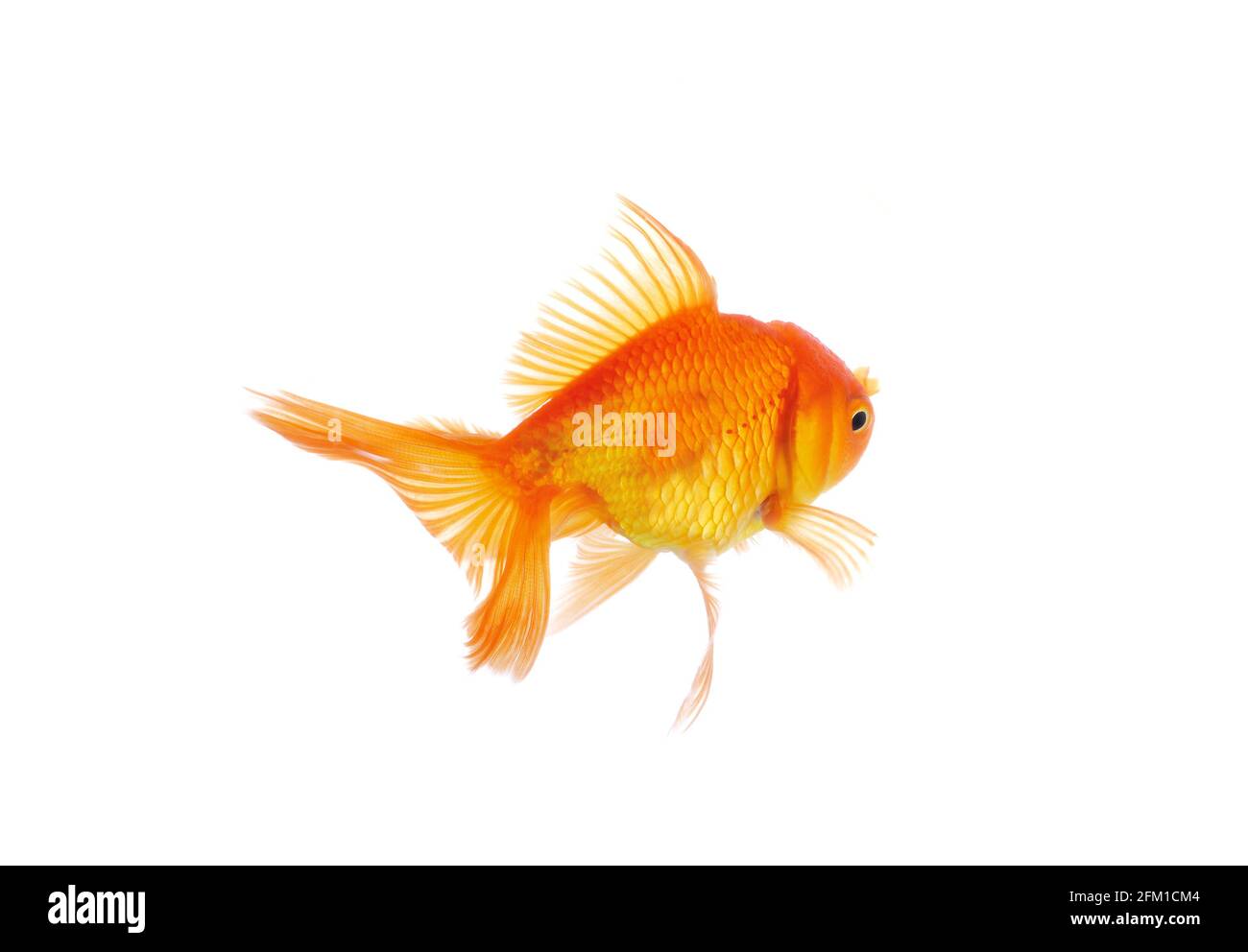 goldfish isolated on white background Stock Photo - Alamy