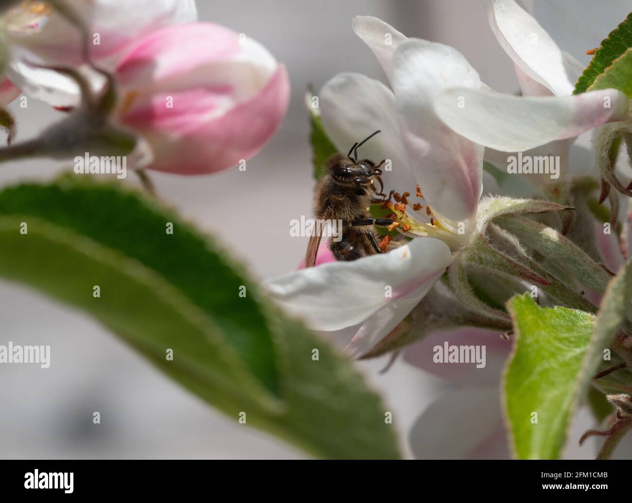 Bee feeding on apple blossom Stock Photo - Alamy