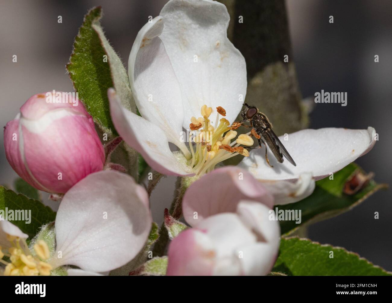Bee feeding on apple blossom Stock Photo - Alamy