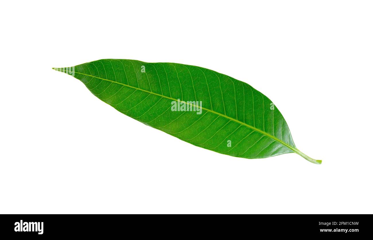 mango leaves on a white background Stock Photo - Alamy