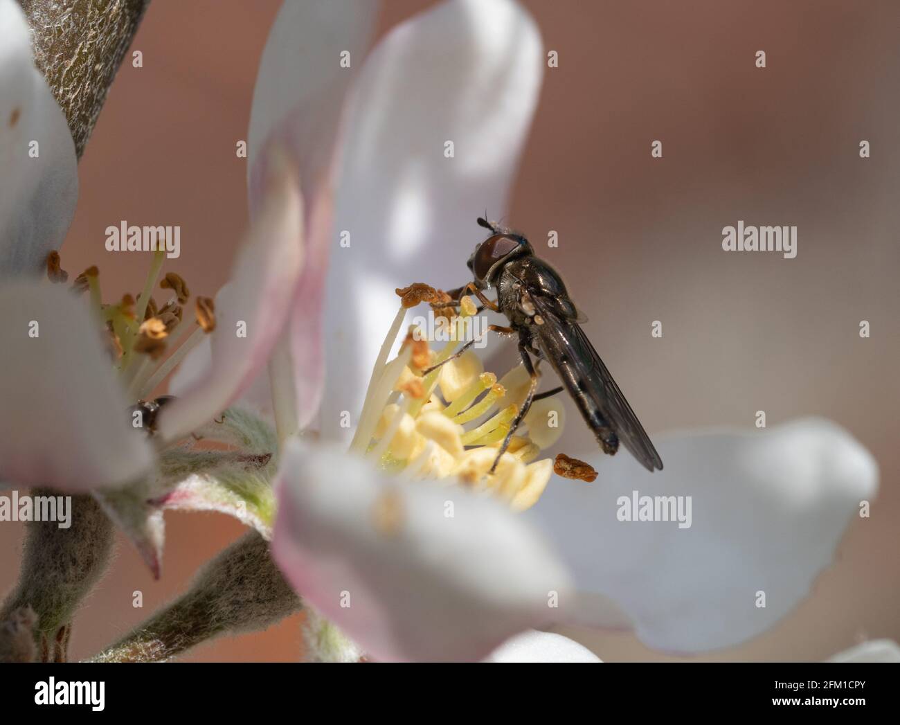 Bee feeding on apple blossom Stock Photo - Alamy