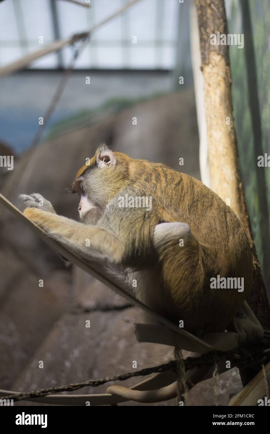 Monkey enclosure zoo hi-res stock photography and images - Alamy