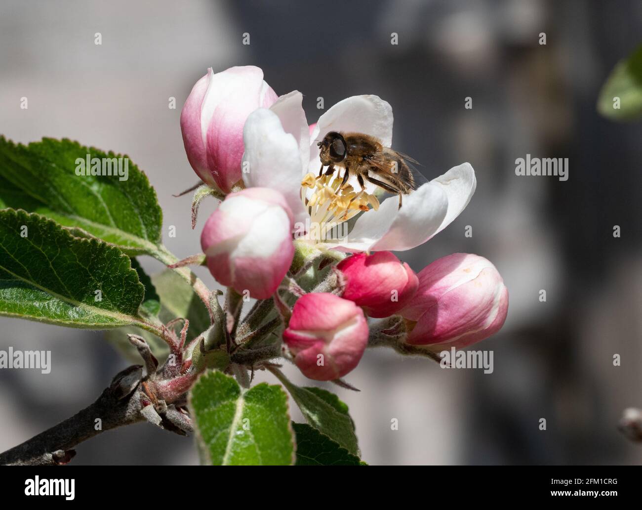 Apple tree malus domestica bark hi-res stock photography and images - Alamy