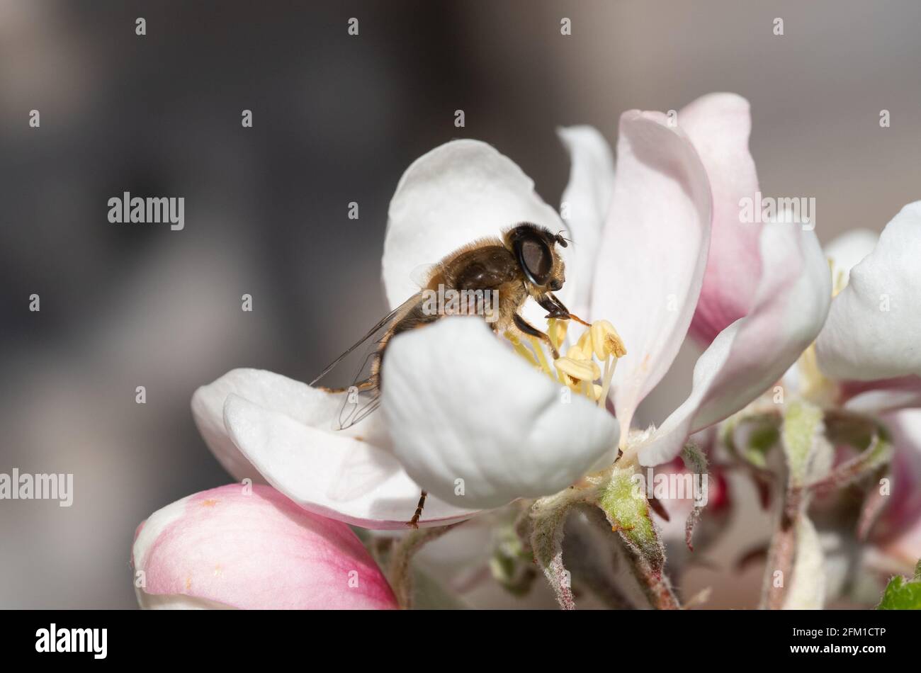 Bee feeding on apple blossom Stock Photo - Alamy