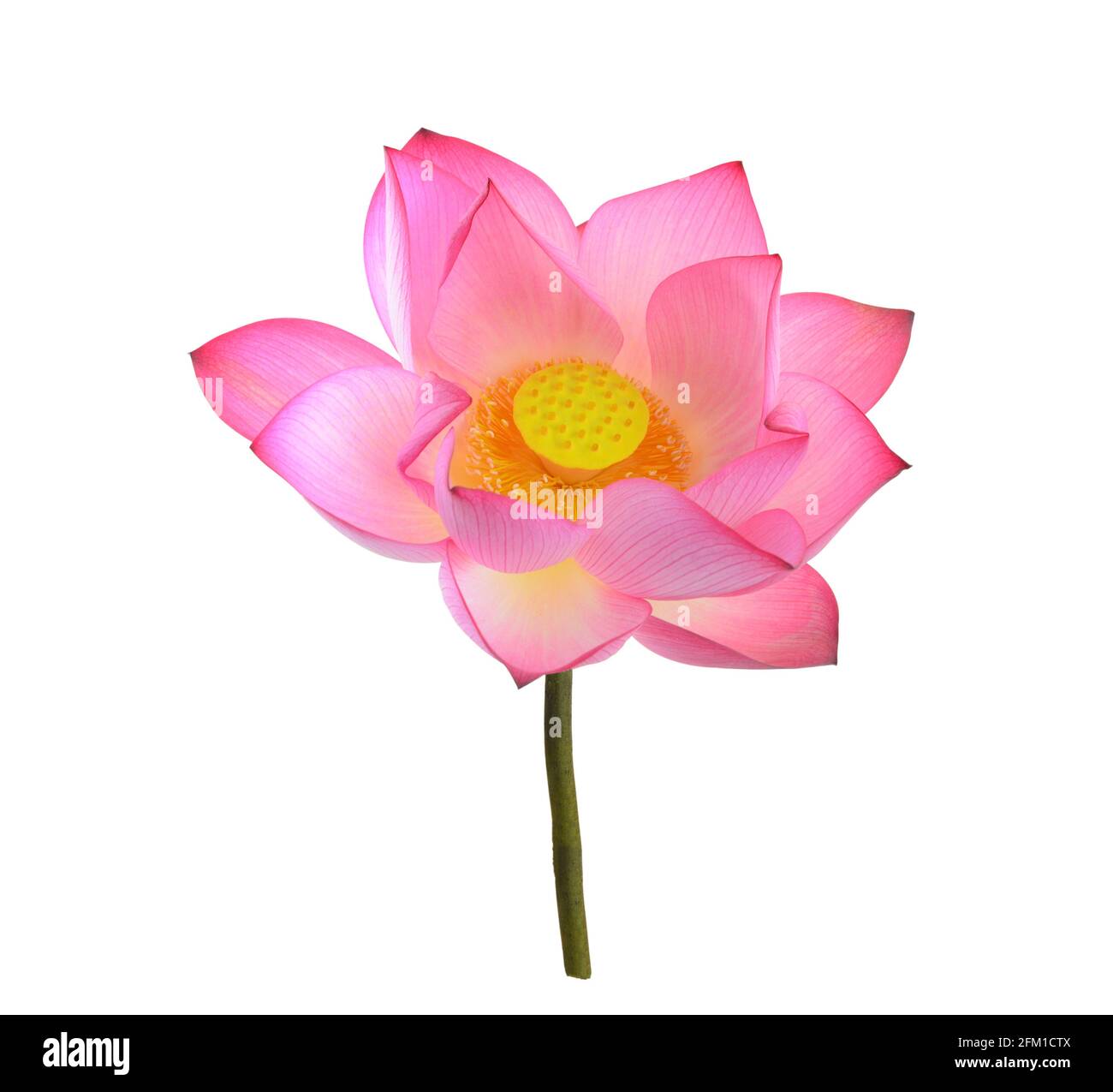 lotus isolated on white background Stock Photo - Alamy