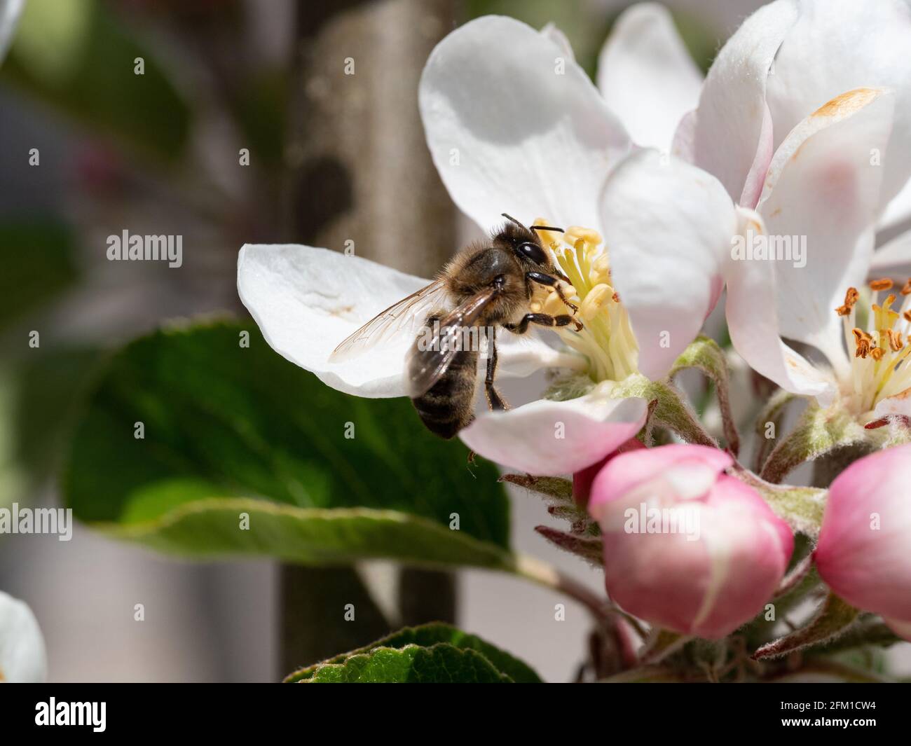 Pollination fruit blossom hi-res stock photography and images - Alamy