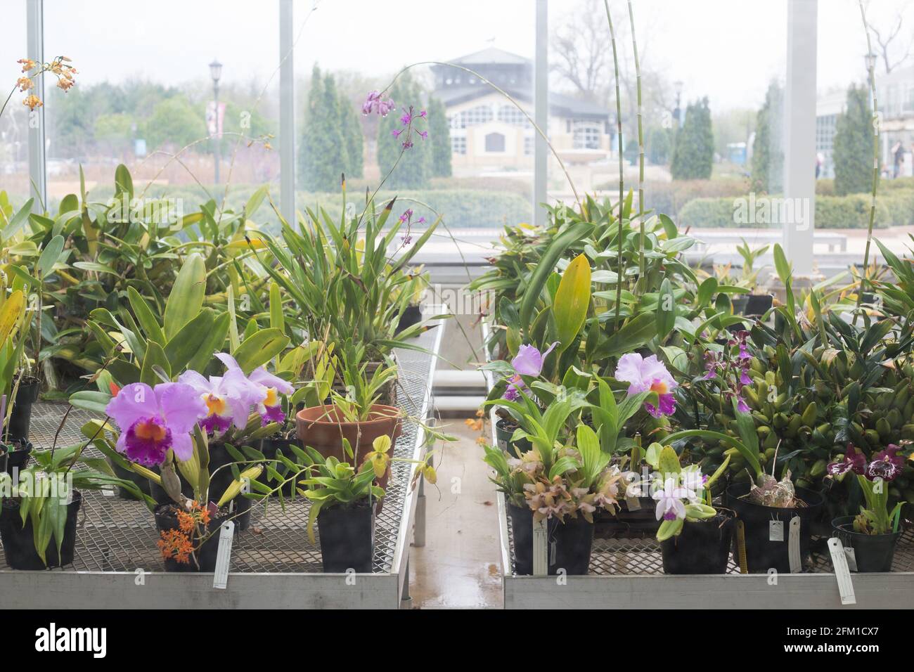 Como Conservatory in St. Paul, Minnesota Stock Photo - Alamy