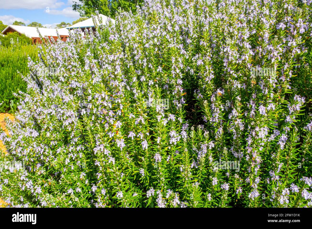 Flowering Rosemary, Salvia rosmarinus, shrub Stock Photo - Alamy