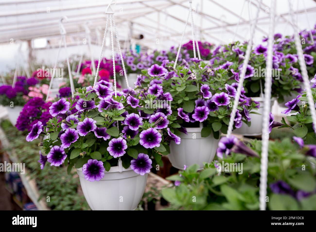 Variety of plants, cultivation and selection of flowers in greenhouse ...