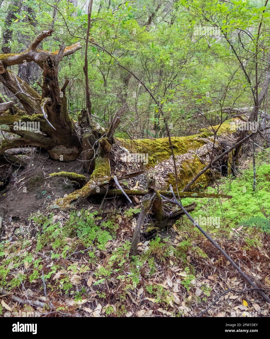 A fallen karri tree by the Margaret River Western Australia Stock Photo ...