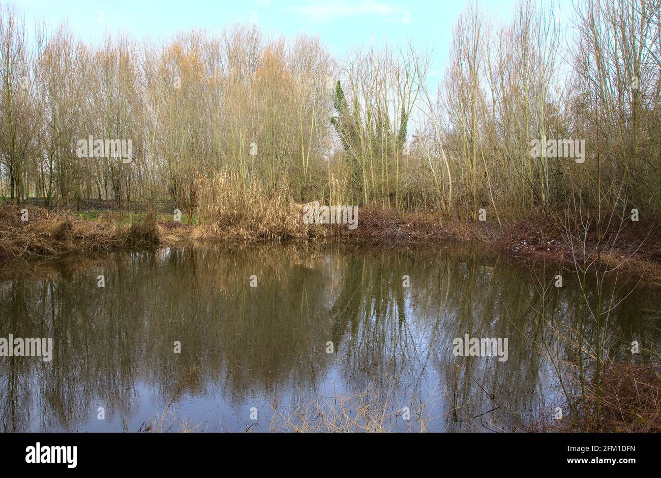 Pond in winter in the italian countryside Stock Photo - Alamy