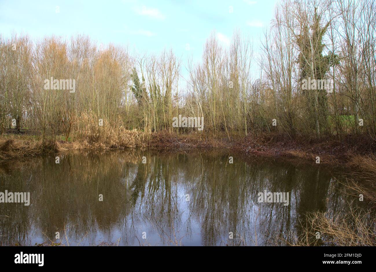 Pond in winter in the italian countryside Stock Photo - Alamy
