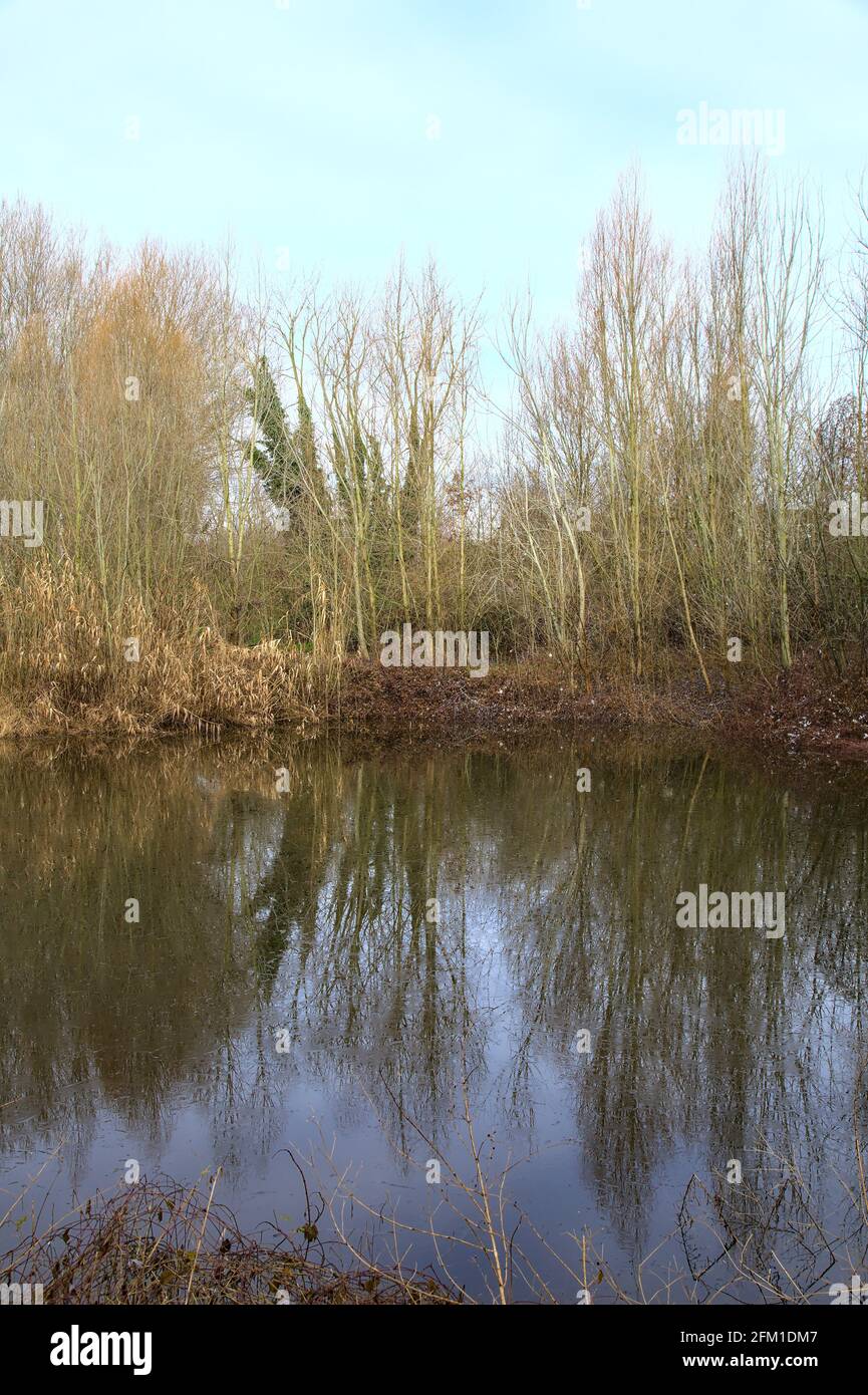 Pond in winter in the italian countryside Stock Photo - Alamy