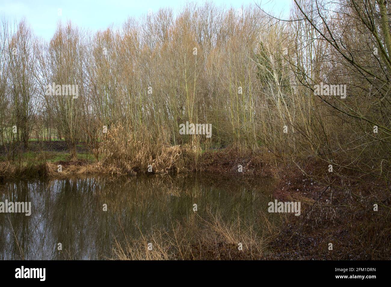 Pond in winter in the italian countryside Stock Photo - Alamy