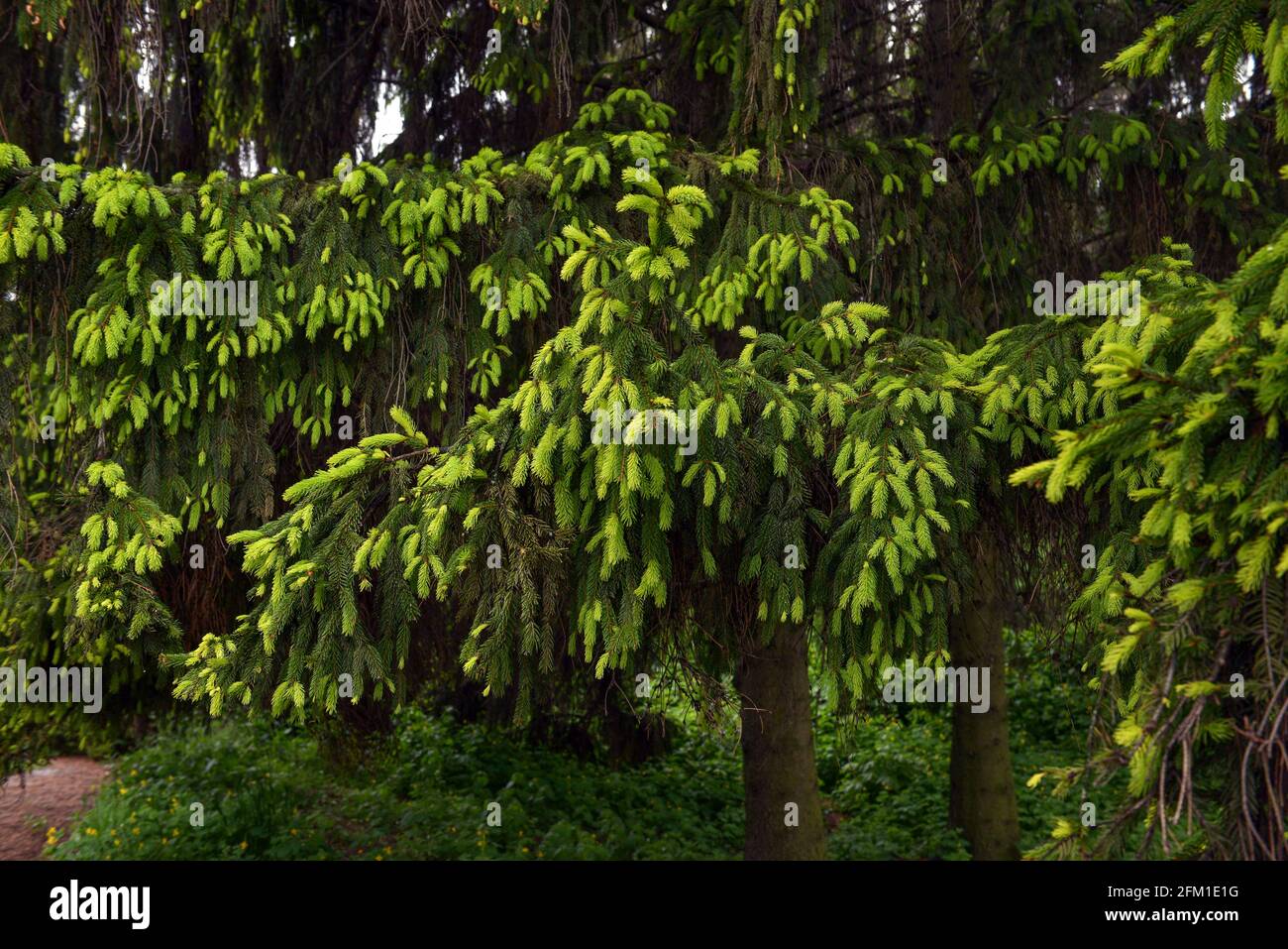 close-up branch with new young sprout of spruce tree shoot in spring ...