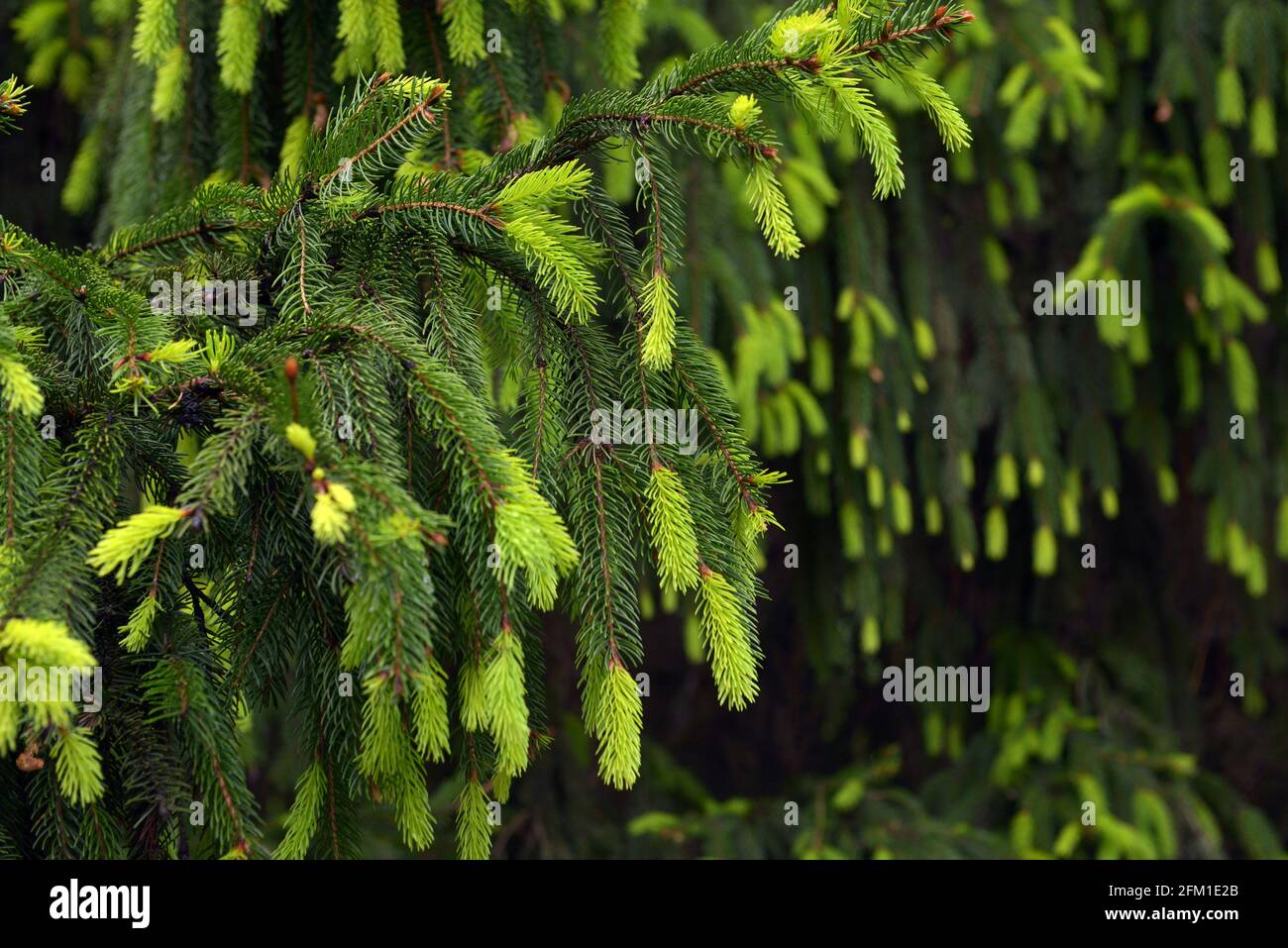 close-up branch with new young sprout of spruce tree shoot in spring ...