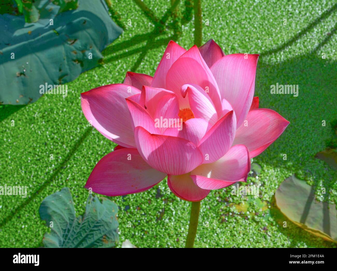 lotus on water background Stock Photo - Alamy
