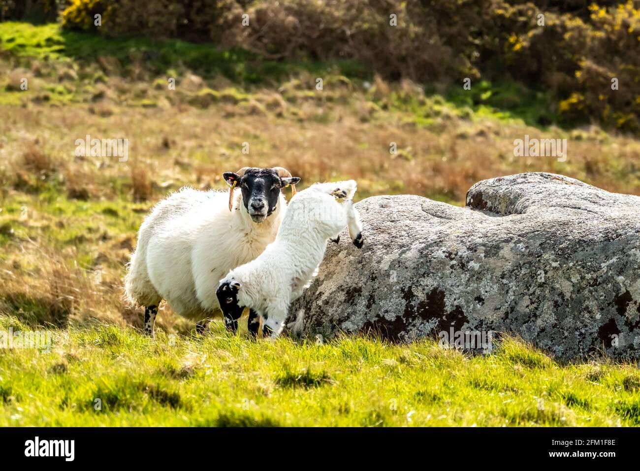 Mayo blackface sheep hi-res stock photography and images - Alamy