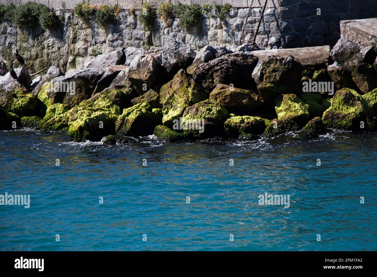 Moss-covered rocks at the beach Stock Photo - Alamy