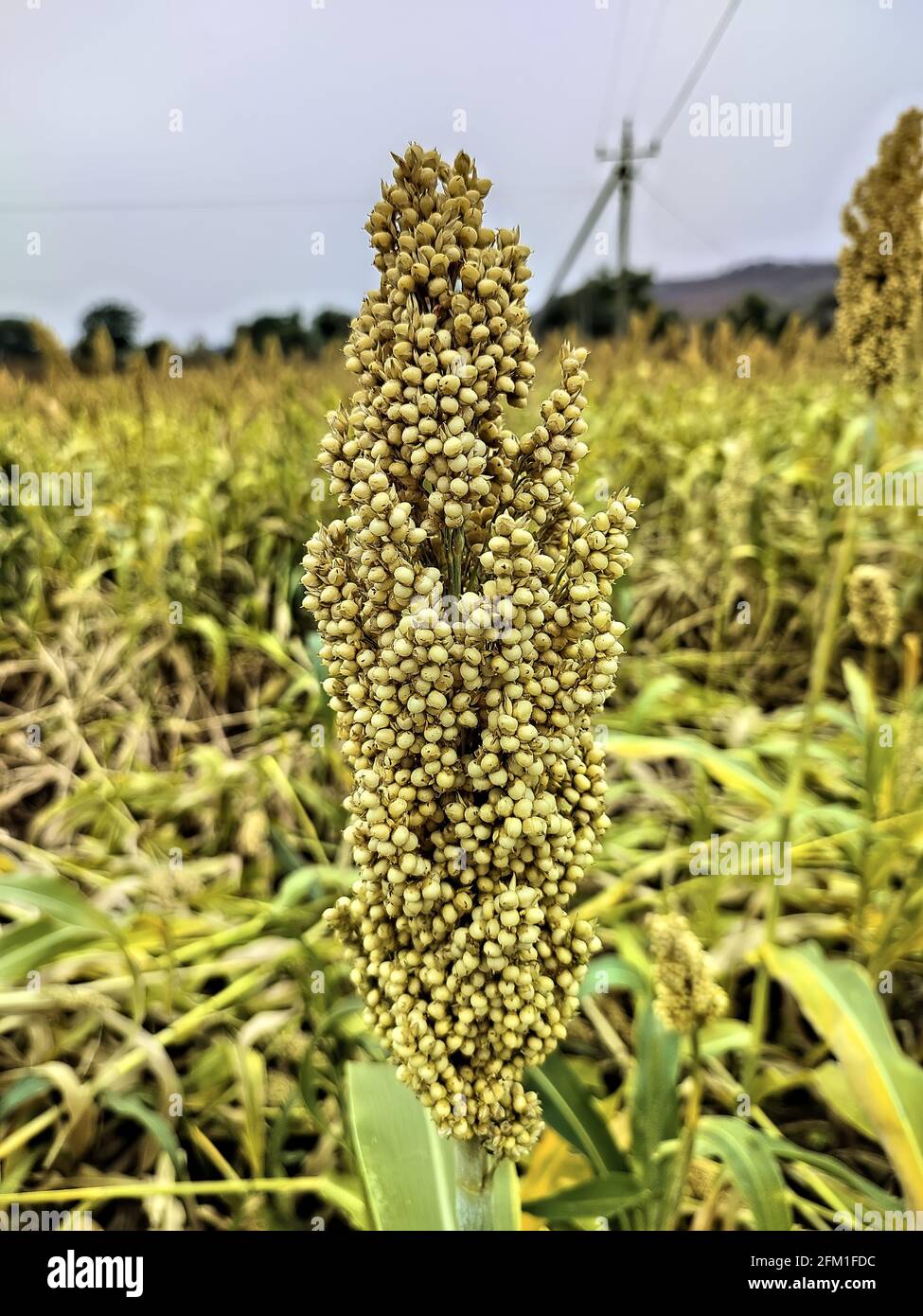 Vertical shot of ripe sorghum grain on the plant Stock Photo - Alamy