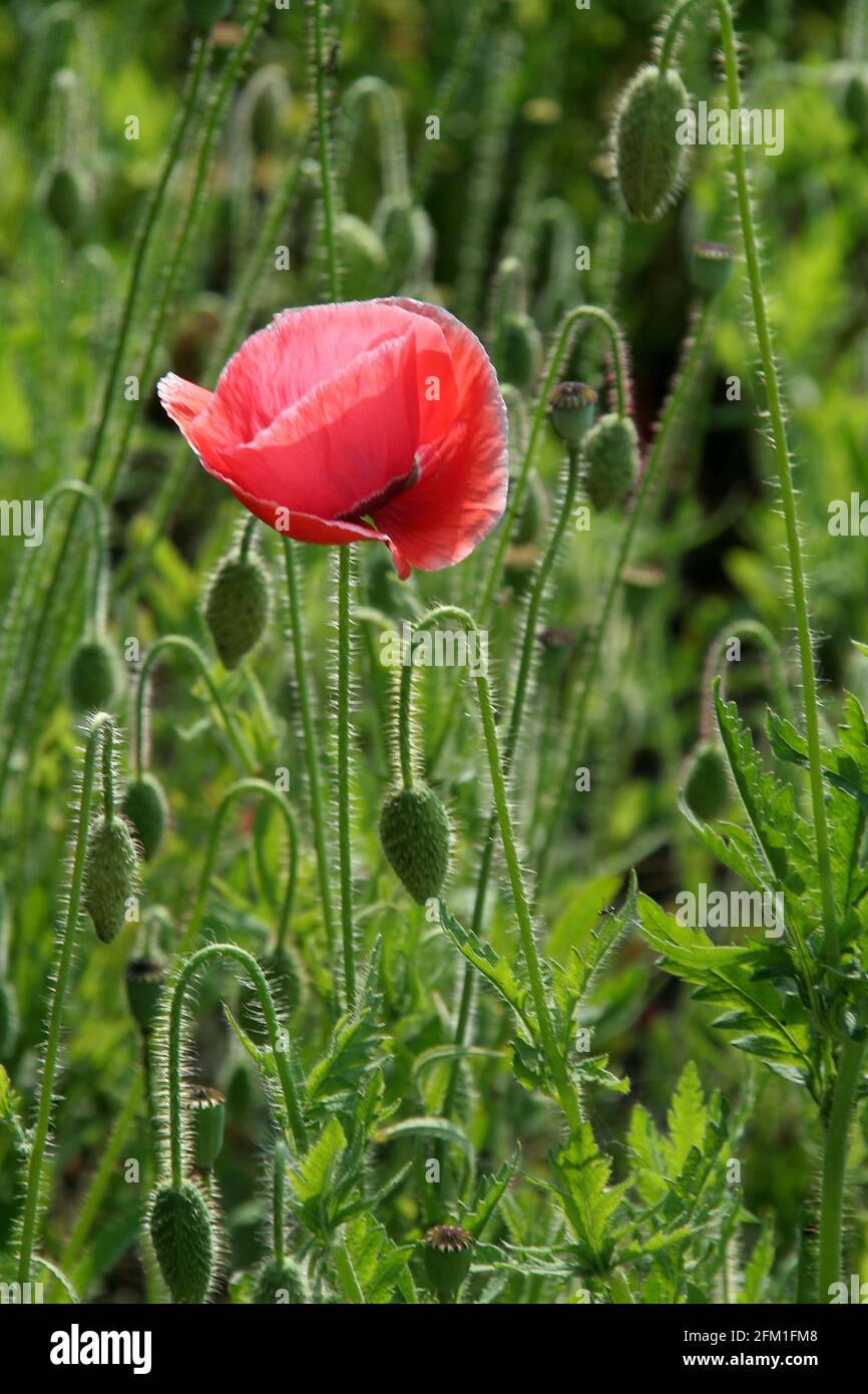 Vertical shot of a light red tulip blooming in the greenery Stock Photo ...