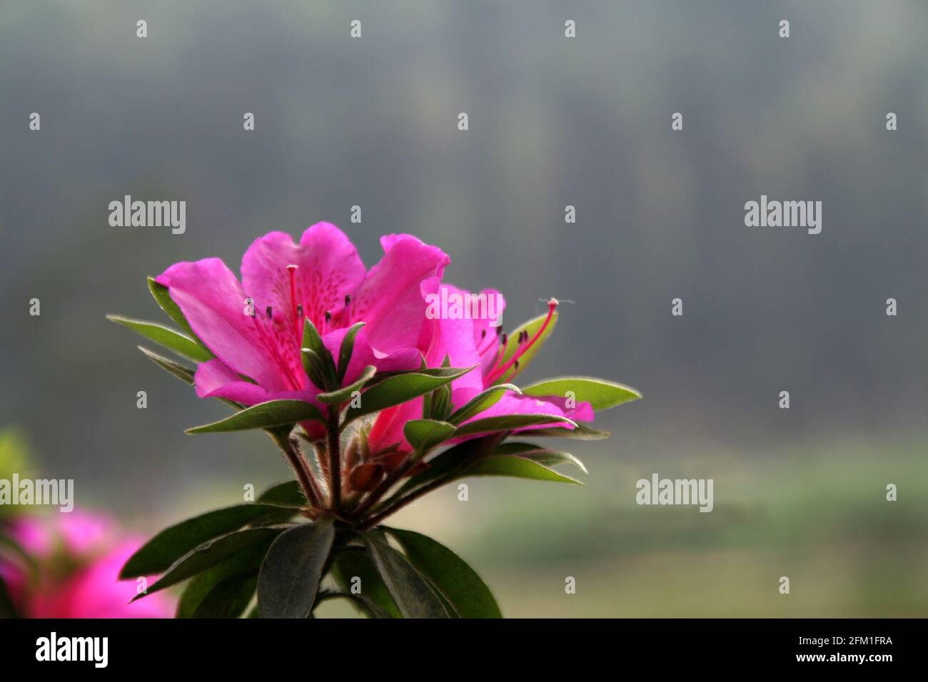 Selective focus shot of blooming pink flowers in the greenery Stock ...
