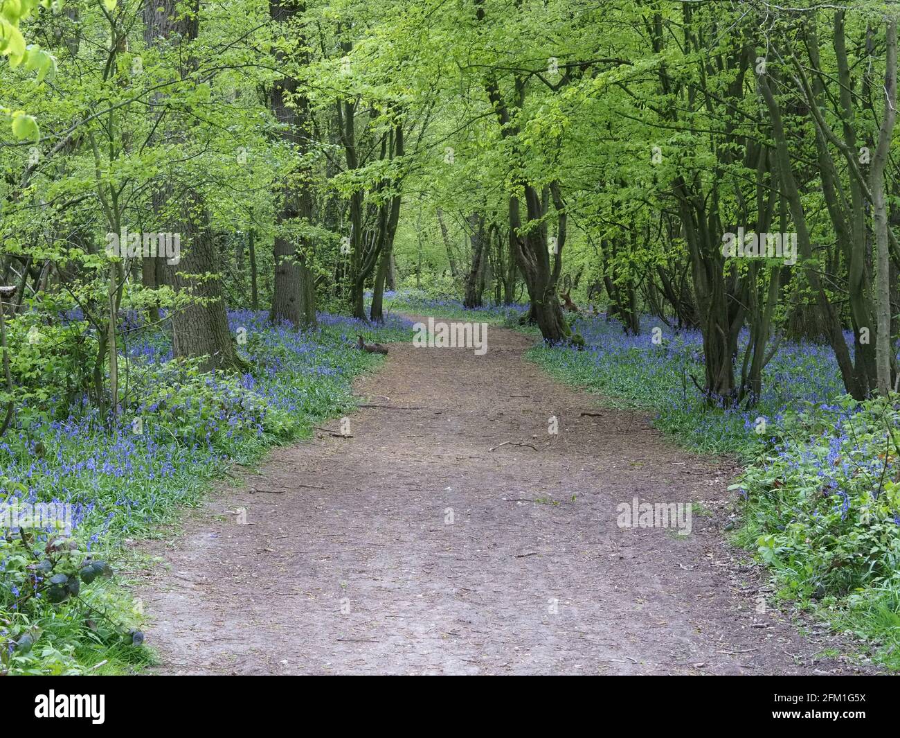 Hucking, Kent, UK. 5th May 2021. UK Weather: bluebells in the ancient ...