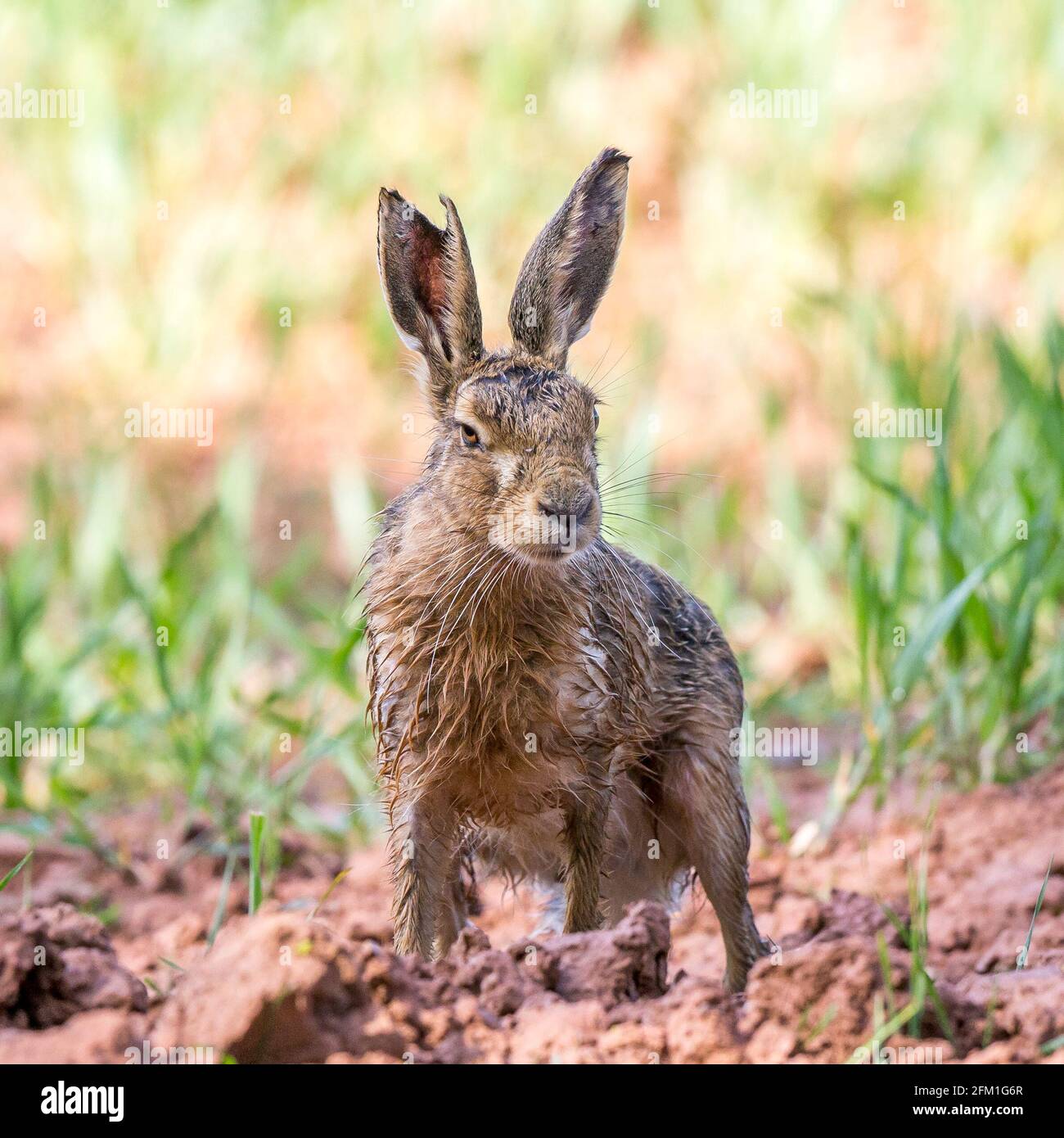 Wet hare hi-res stock photography and images - Alamy
