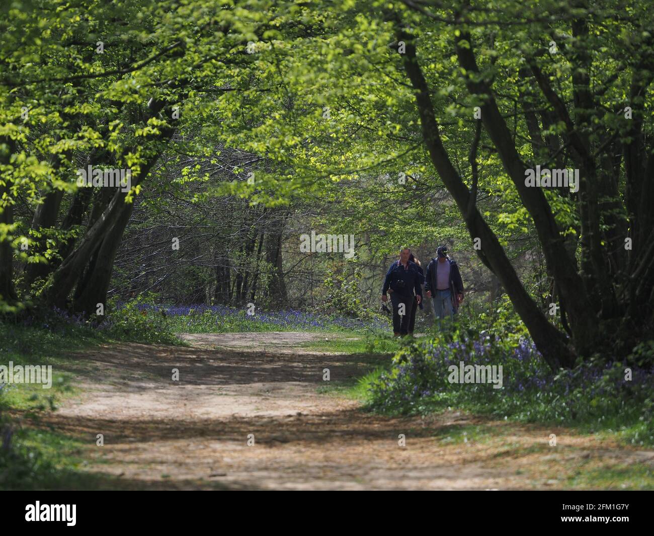 Hucking, Kent, UK. 5th May 2021. UK Weather: bluebells in the ancient ...