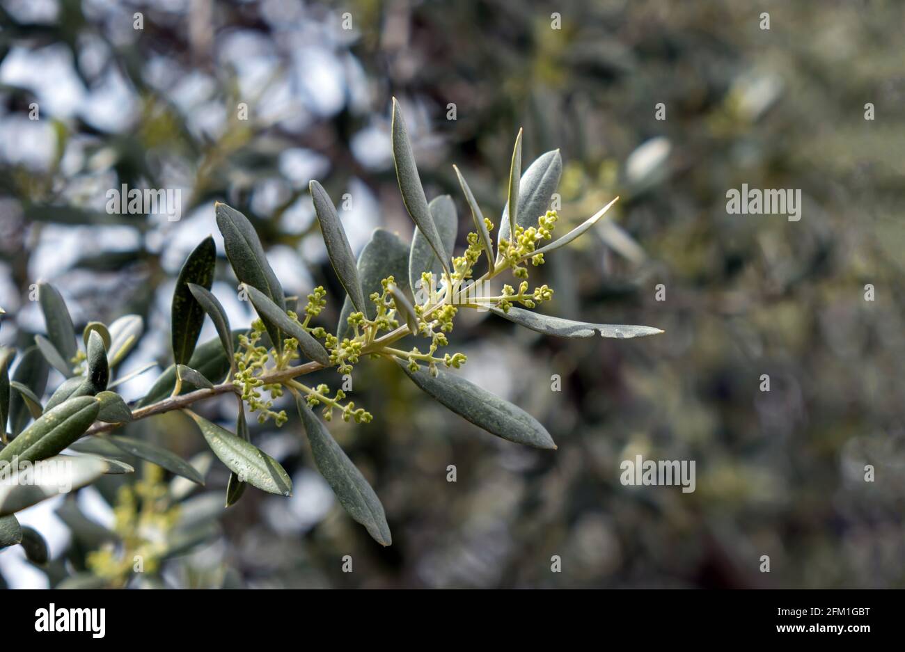 Olive tree branch, fresh young buds, springtime. Green wild plant ...