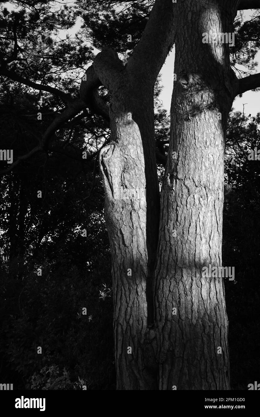 Dark trunks and light trunks Black and White Stock Photos & Images - Alamy