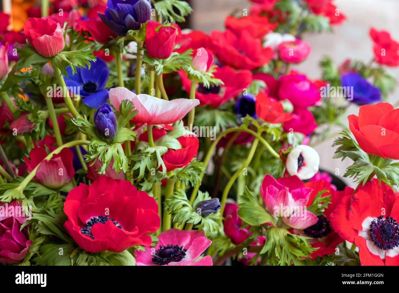 Buttercup family ranunculaceae hi-res stock photography and images - Alamy